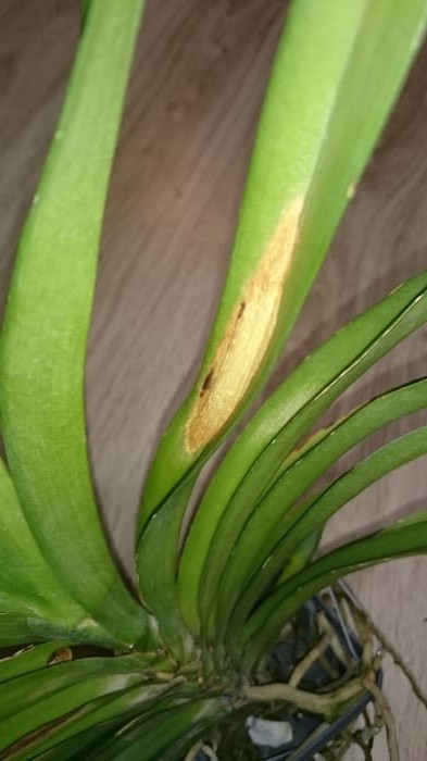 Орхидея Ванда уход в домашних условиях, фото, выращивание. Как ухаживать