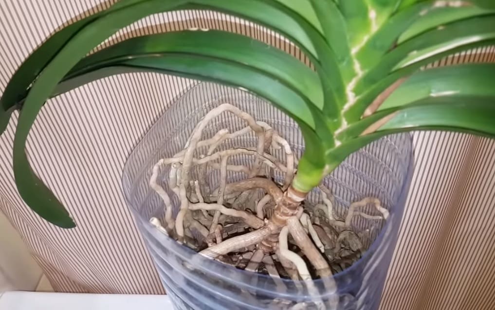 Орхидея Ванда уход в домашних условиях, фото, выращивание. Как ухаживать