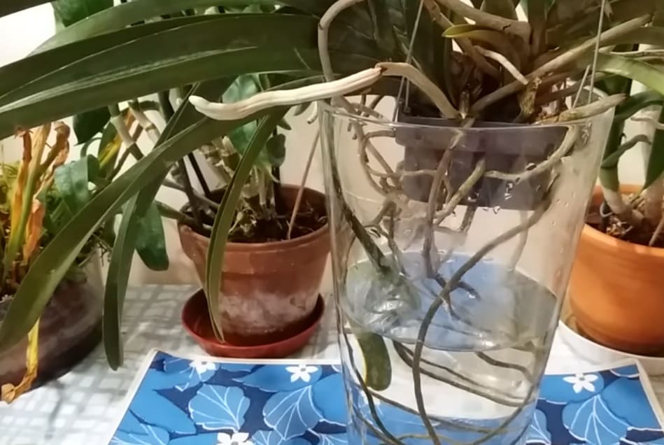 Орхидея Ванда уход в домашних условиях, фото, выращивание. Как ухаживать